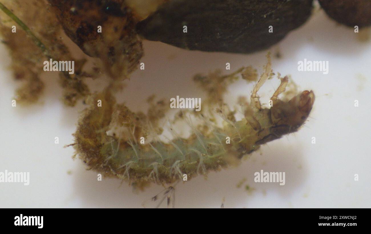 Little Sister Sedges (Cheumatopsyche) Insecta Stock Photo - Alamy