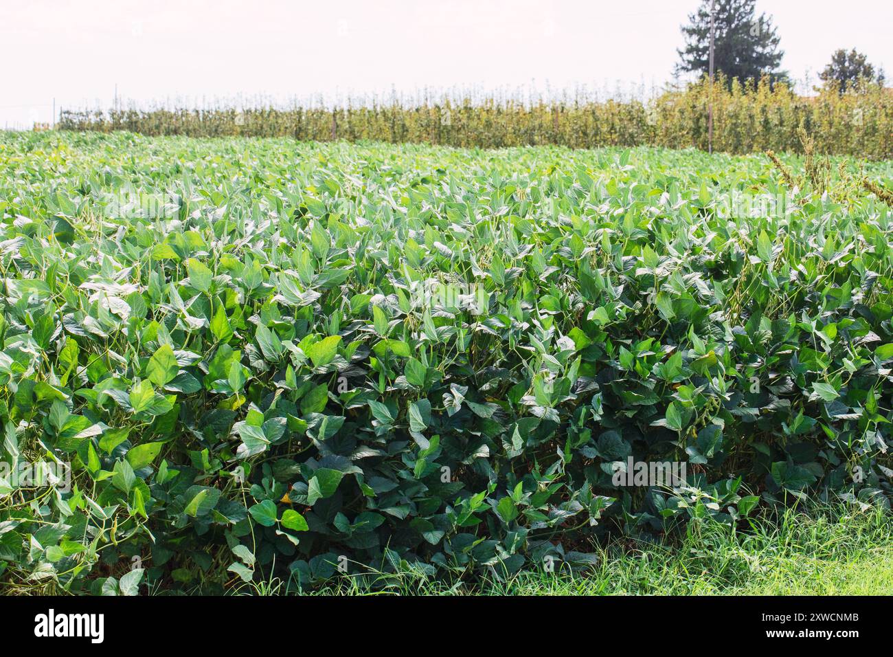 Soybeans growing in field crops hi-res stock photography and images - Alamy