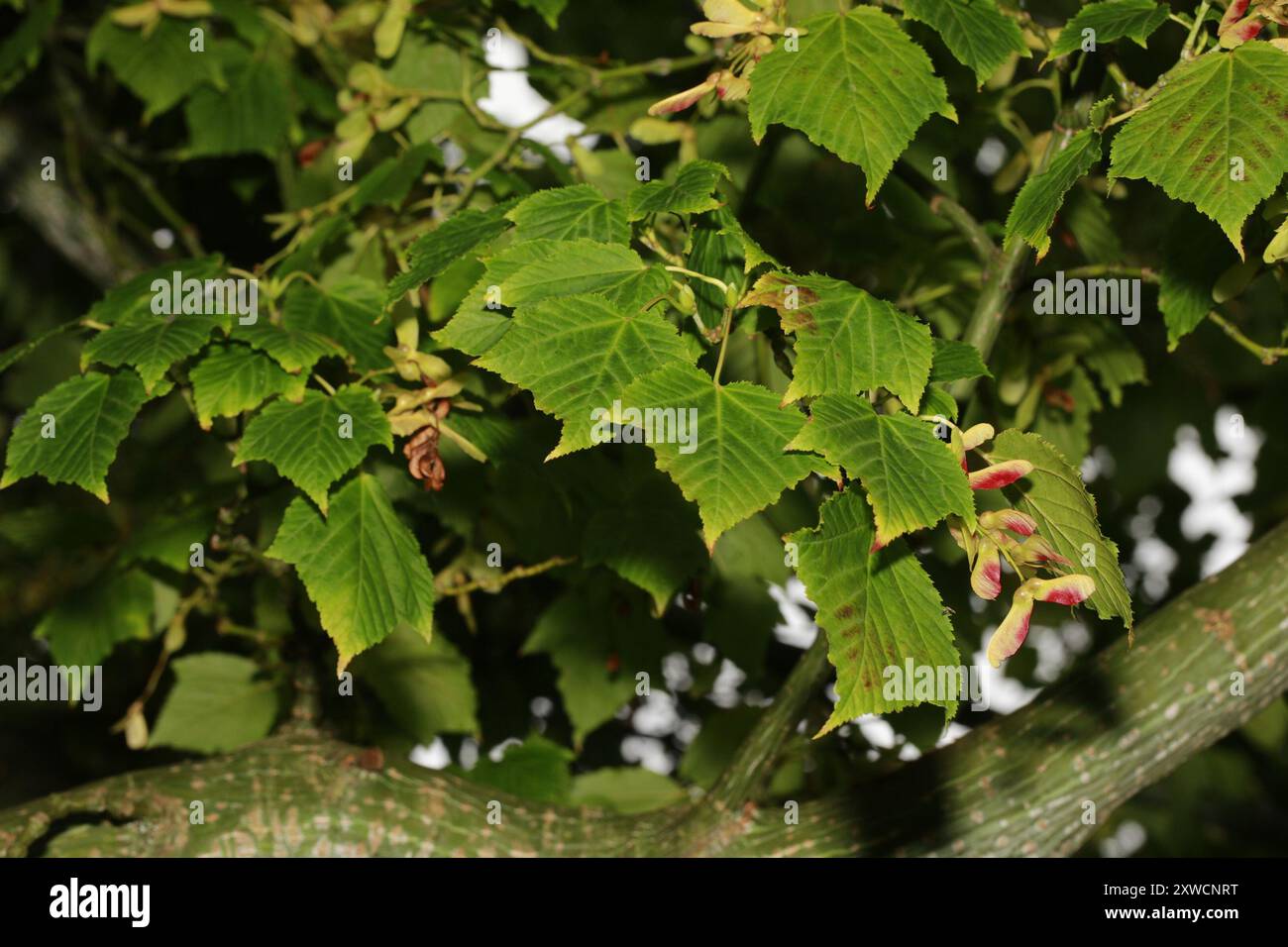Red Snakebark Maple (Acer capillipes) Plantae Stock Photo - Alamy