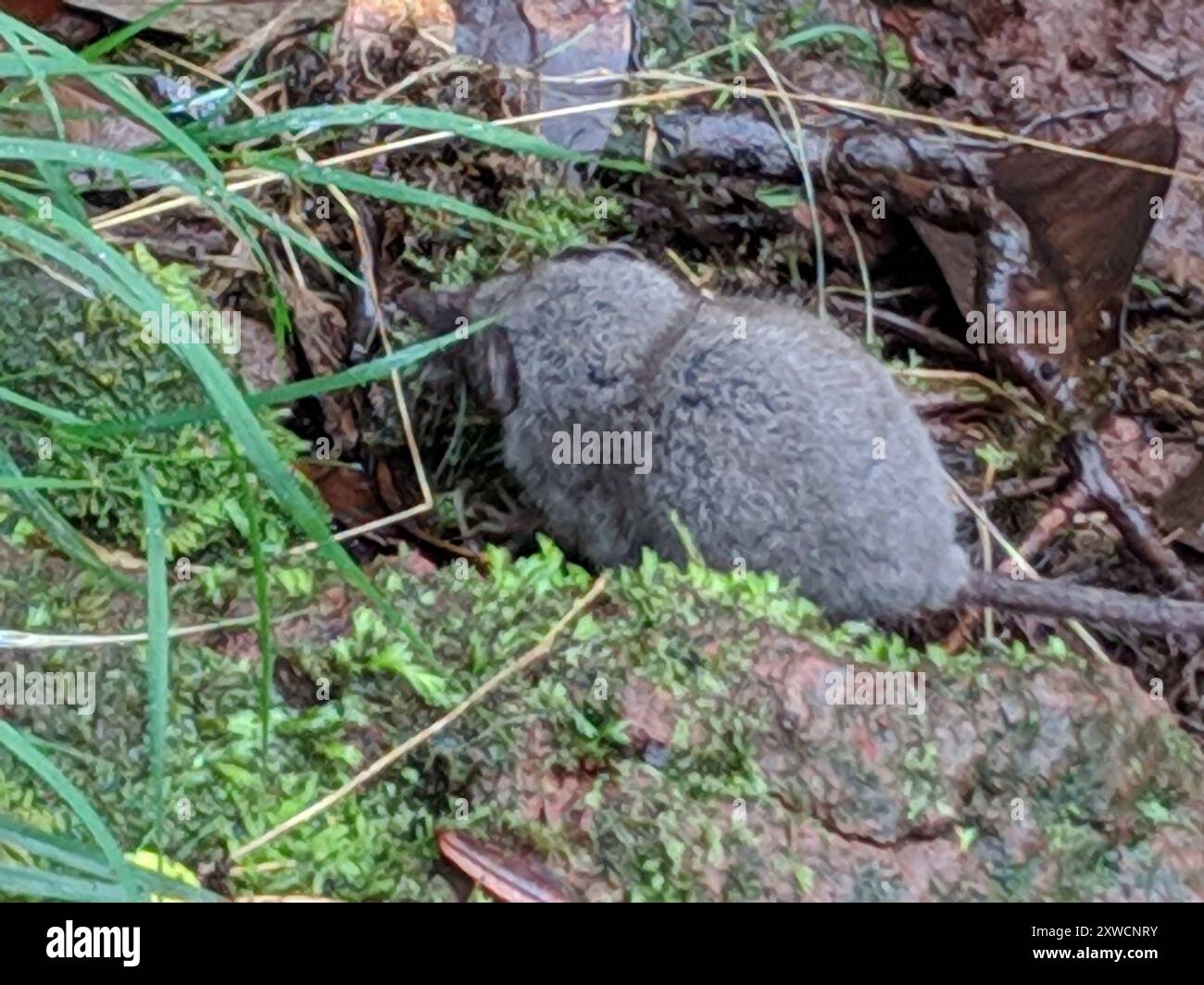 Asian House Shrew (Suncus murinus) Mammalia Stock Photo - Alamy