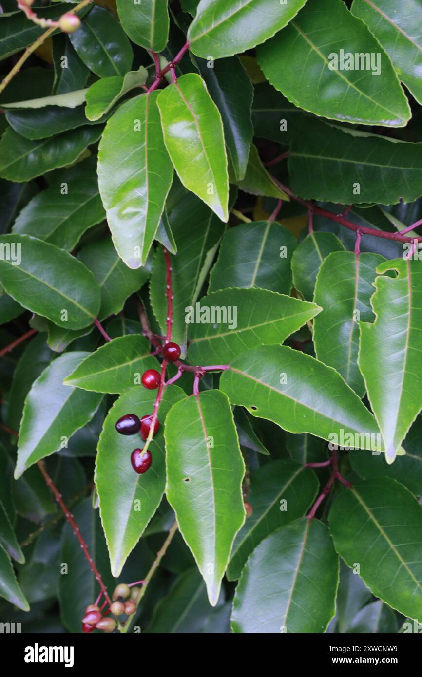 Portuguese laurel (Prunus lusitanica) Plantae Stock Photo - Alamy