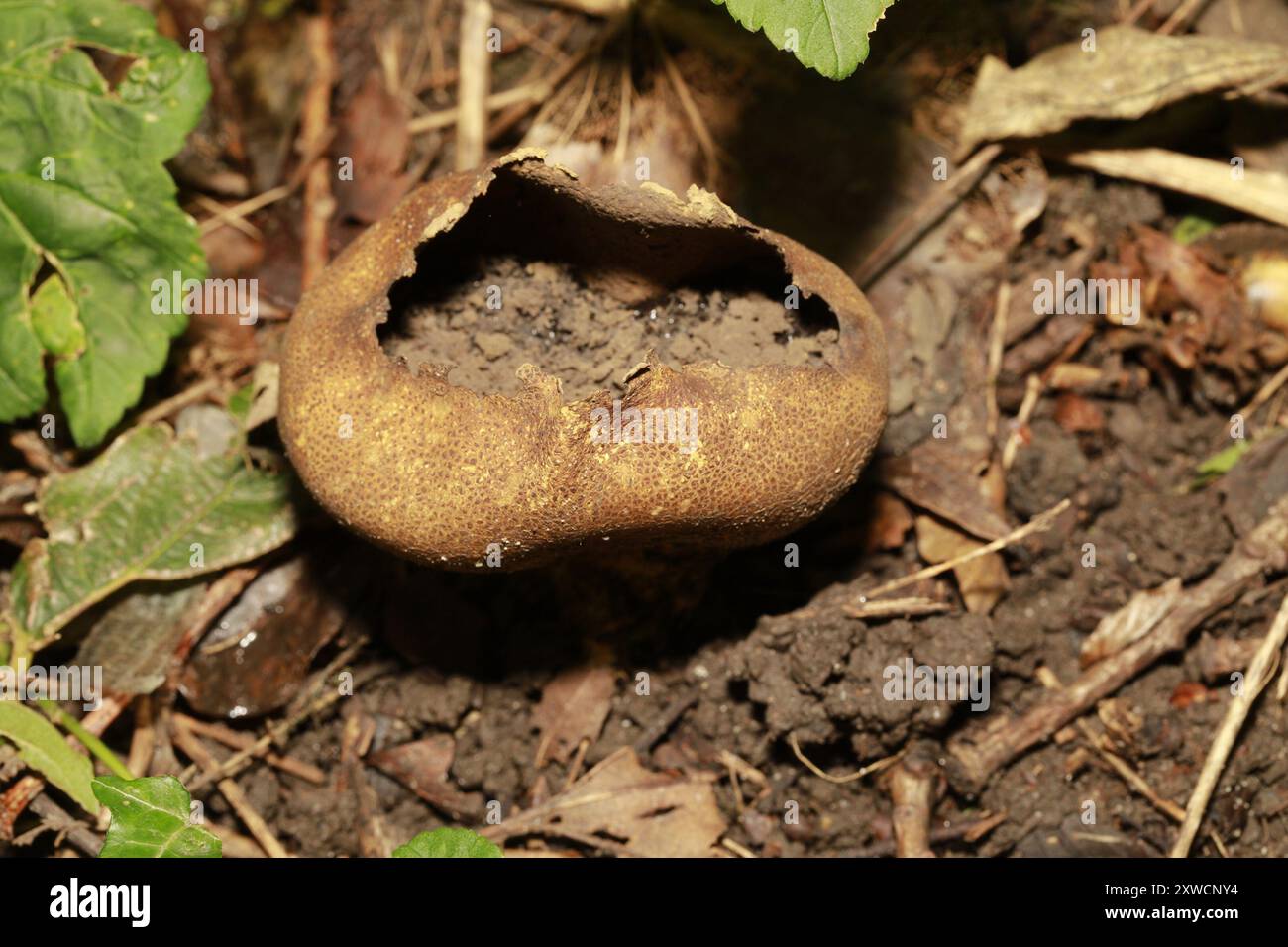 common earthball (Scleroderma citrinum) Fungi Stock Photo - Alamy
