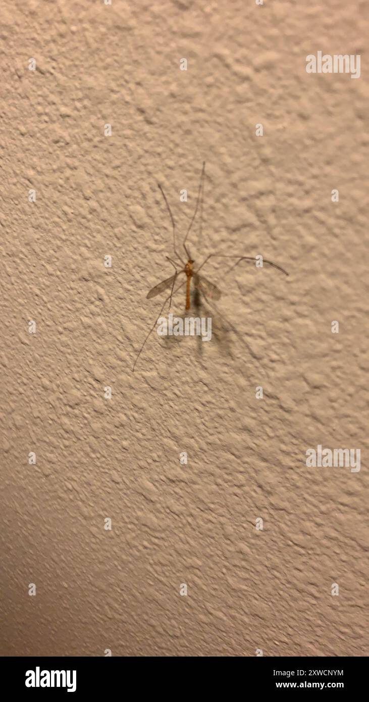 Large Crane Flies (Tipulidae) Insecta Stock Photo - Alamy