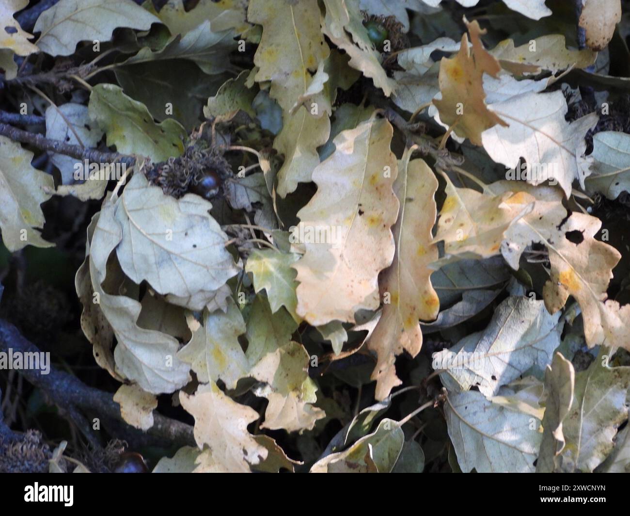 Turkey Oak (Quercus cerris) Plantae Stock Photo - Alamy