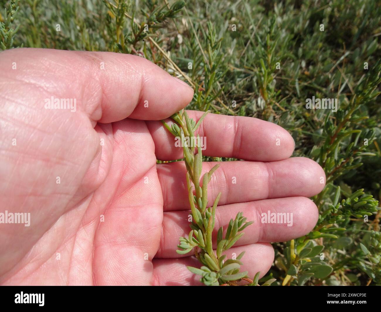 Herbaceous Seepweed (Suaeda maritima) Plantae Stock Photo - Alamy
