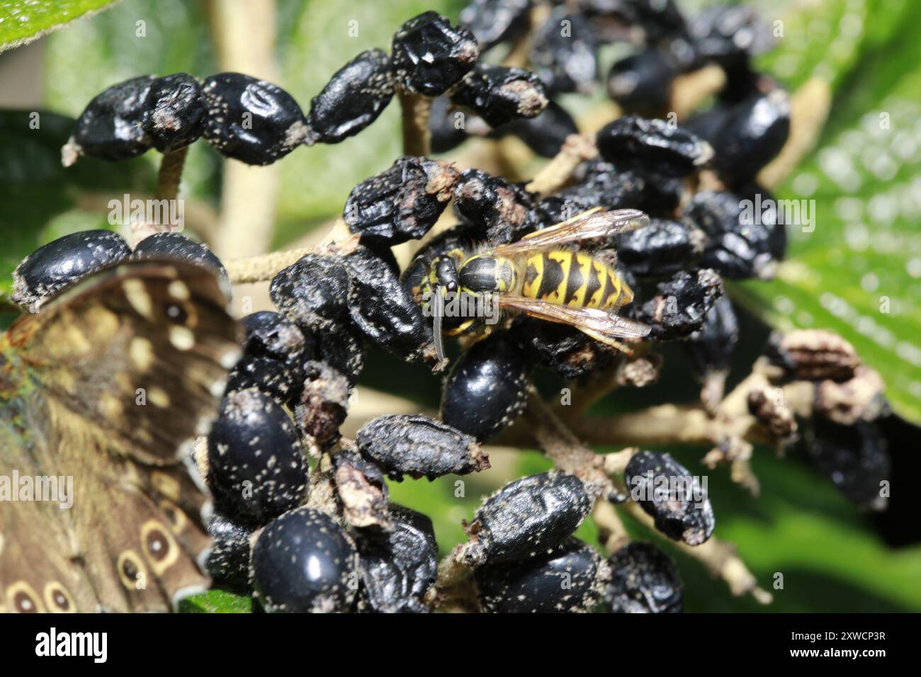 Common European Yellowjacket (Vespula vulgaris) Insecta Stock Photo - Alamy