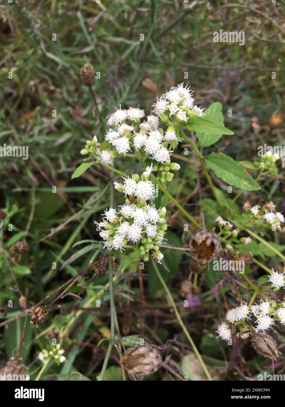 white snakeroot (Ageratina altissima) Plantae Stock Photo - Alamy