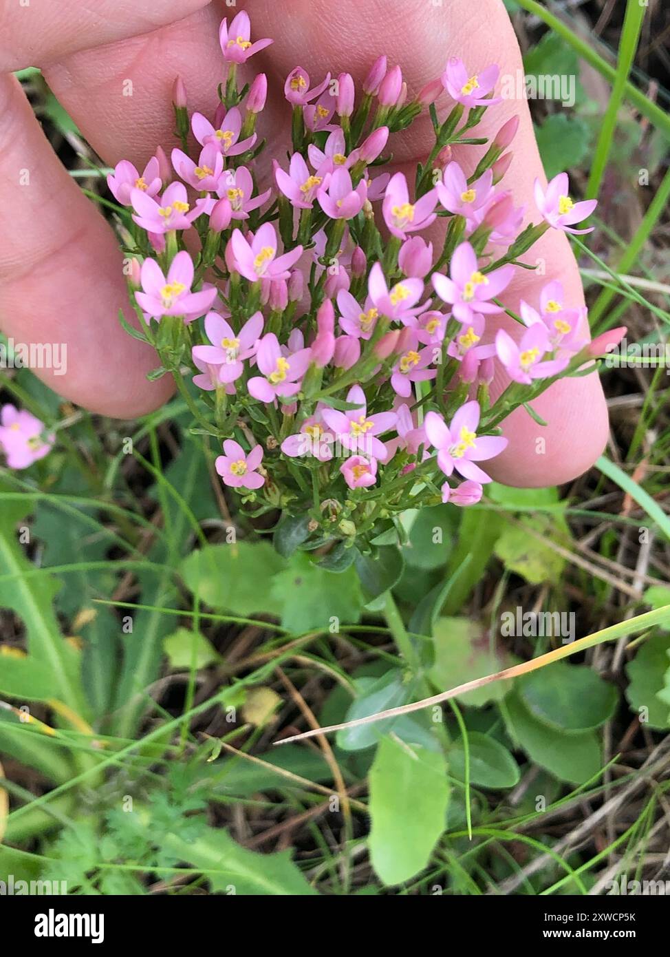 Common centaury (Centaurium erythraea) Plantae Stock Photo - Alamy