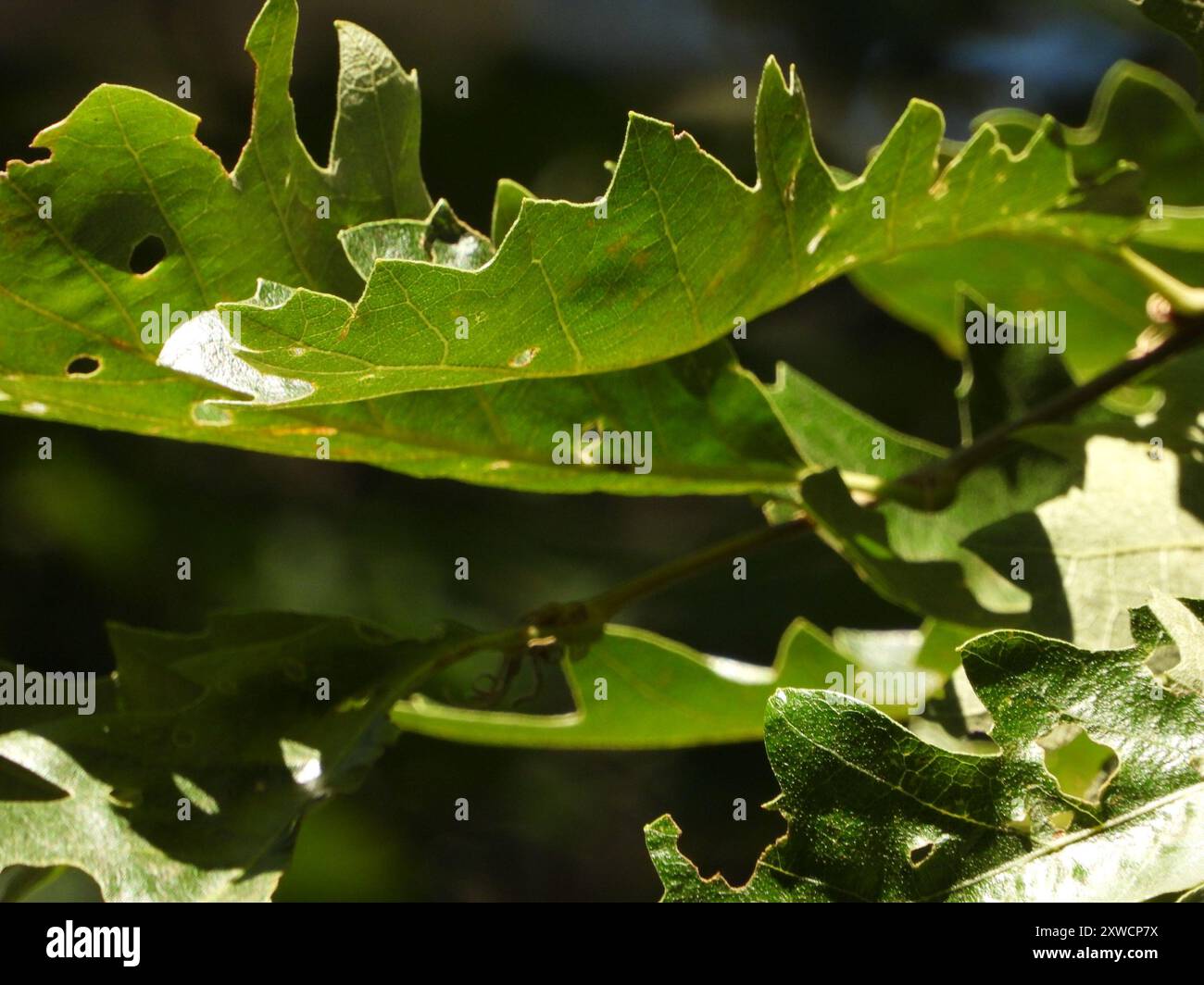 Turkey Oak (Quercus cerris) Plantae Stock Photo - Alamy