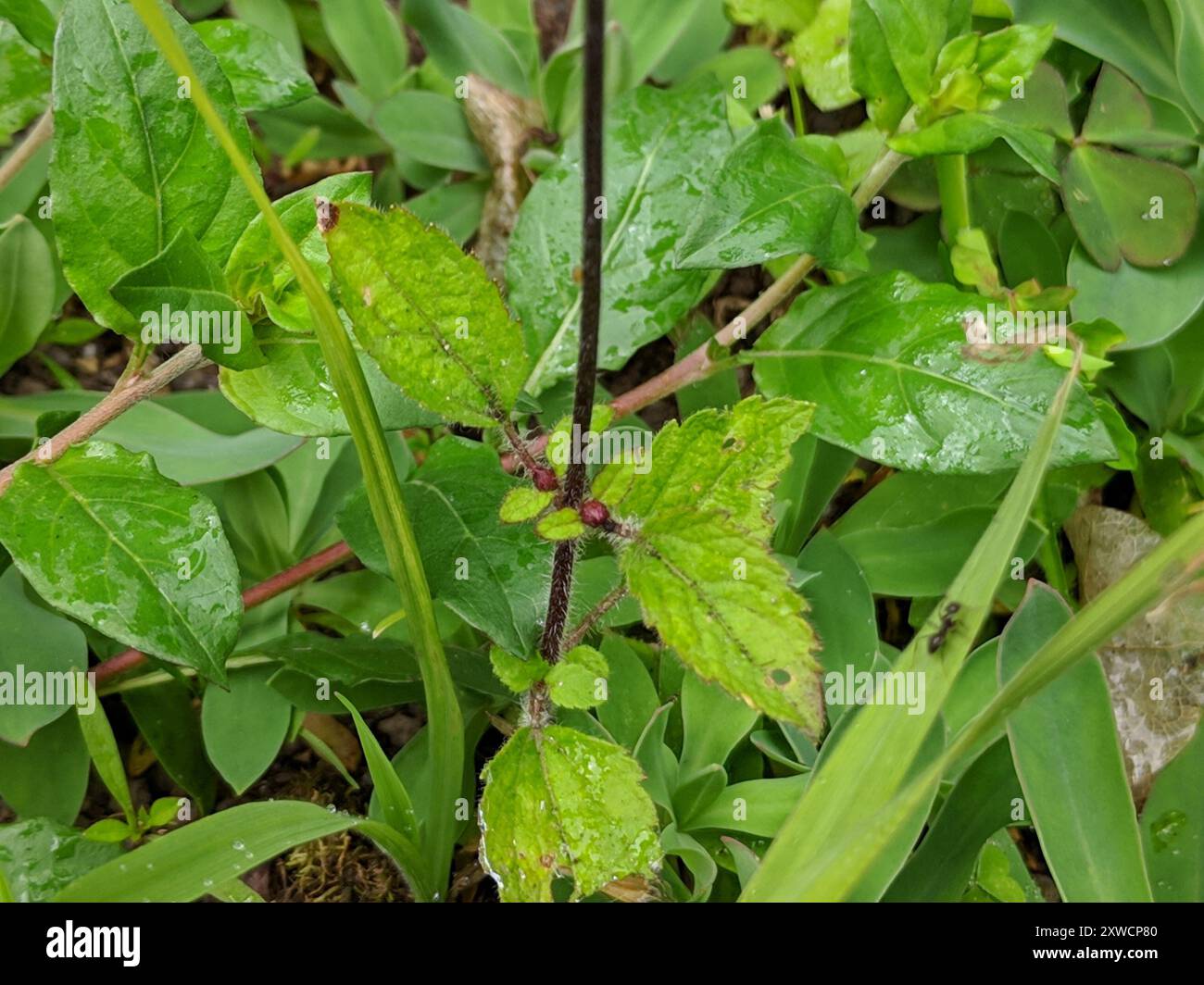 billygoat weed (Ageratum conyzoides) Plantae Stock Photo - Alamy