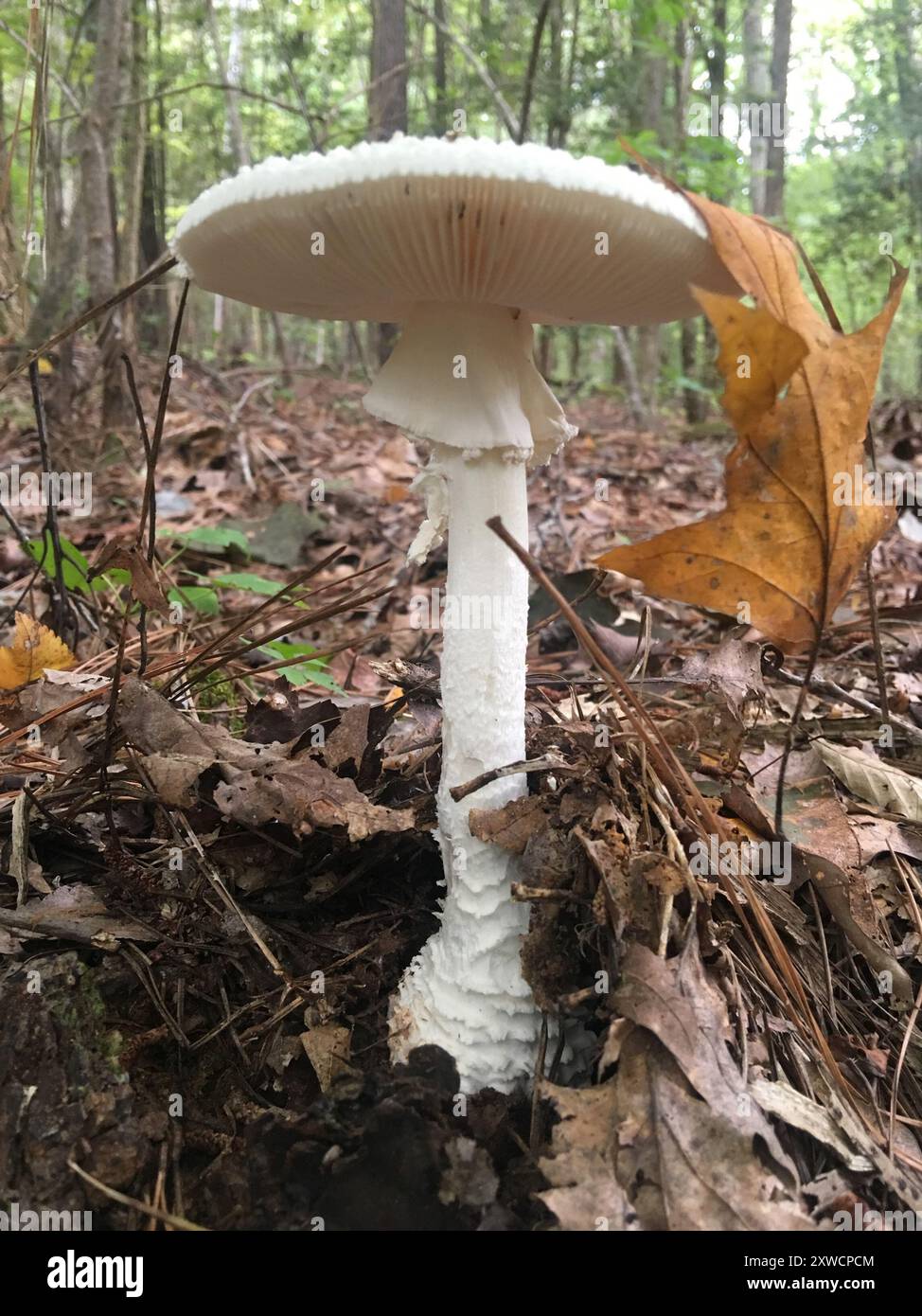 Eastern North American Destroying Angel (Amanita bisporigera) Fungi ...