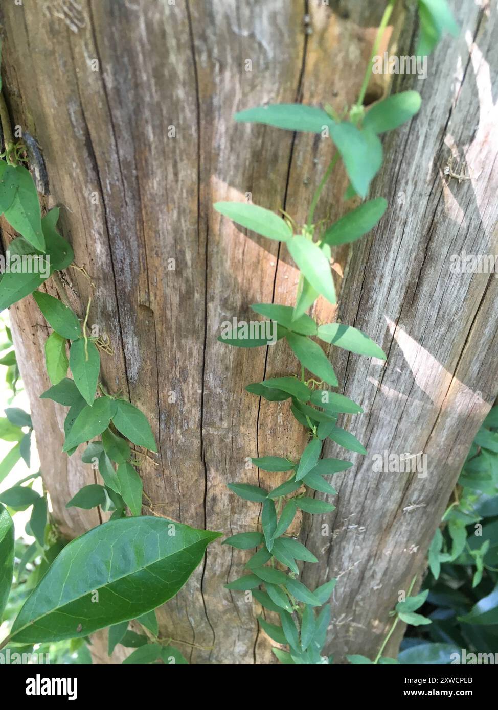 Catclaw vine (Dolichandra unguis-cati) Plantae Stock Photo - Alamy