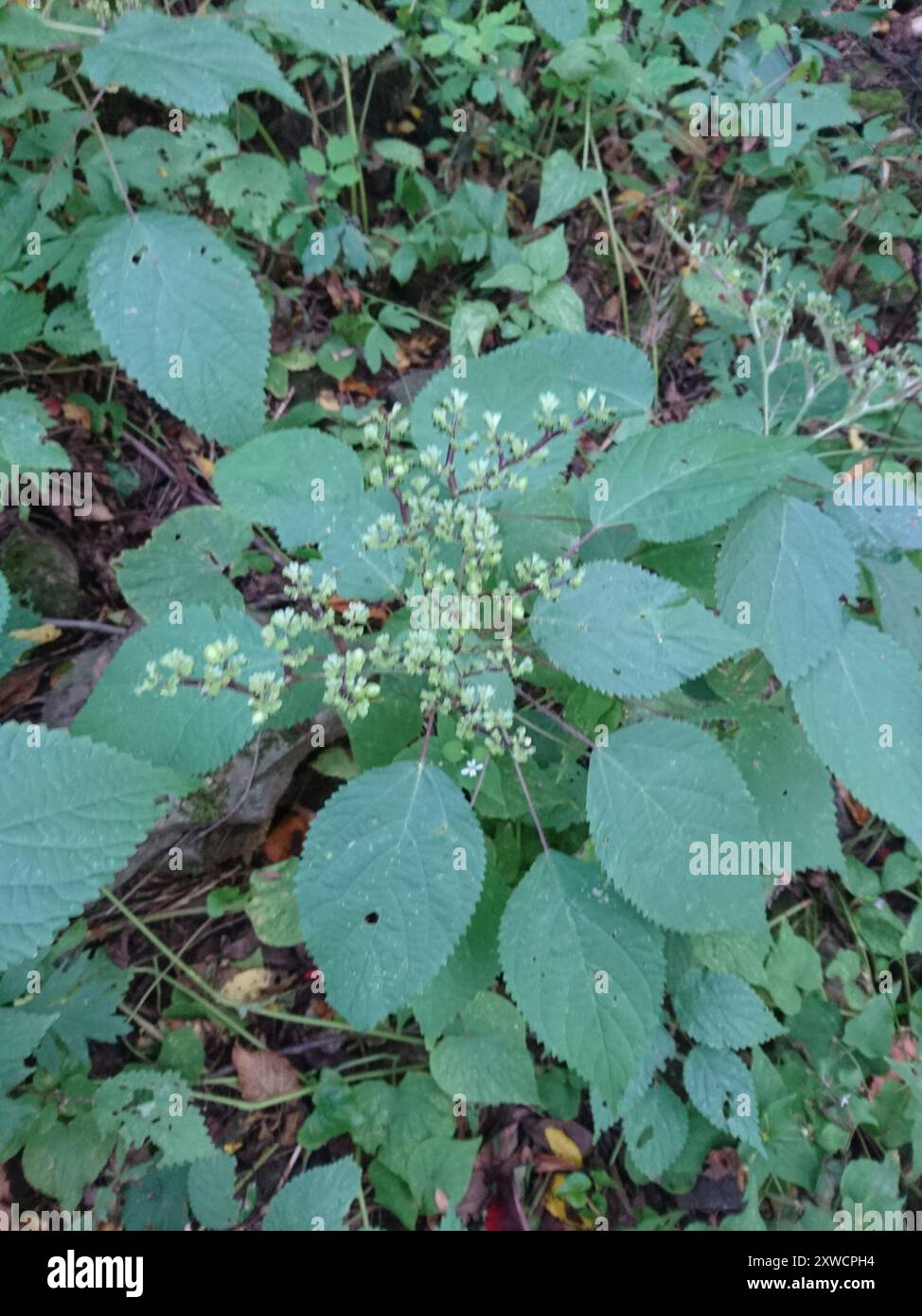 wood nettle (Laportea canadensis) Plantae Stock Photo - Alamy