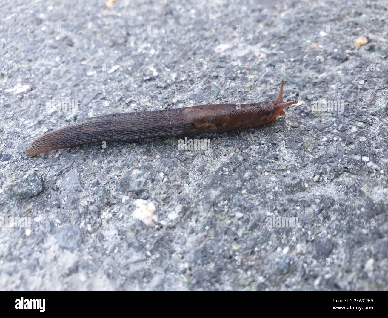 Ash-black Slug (Limax cinereoniger) Mollusca Stock Photo - Alamy