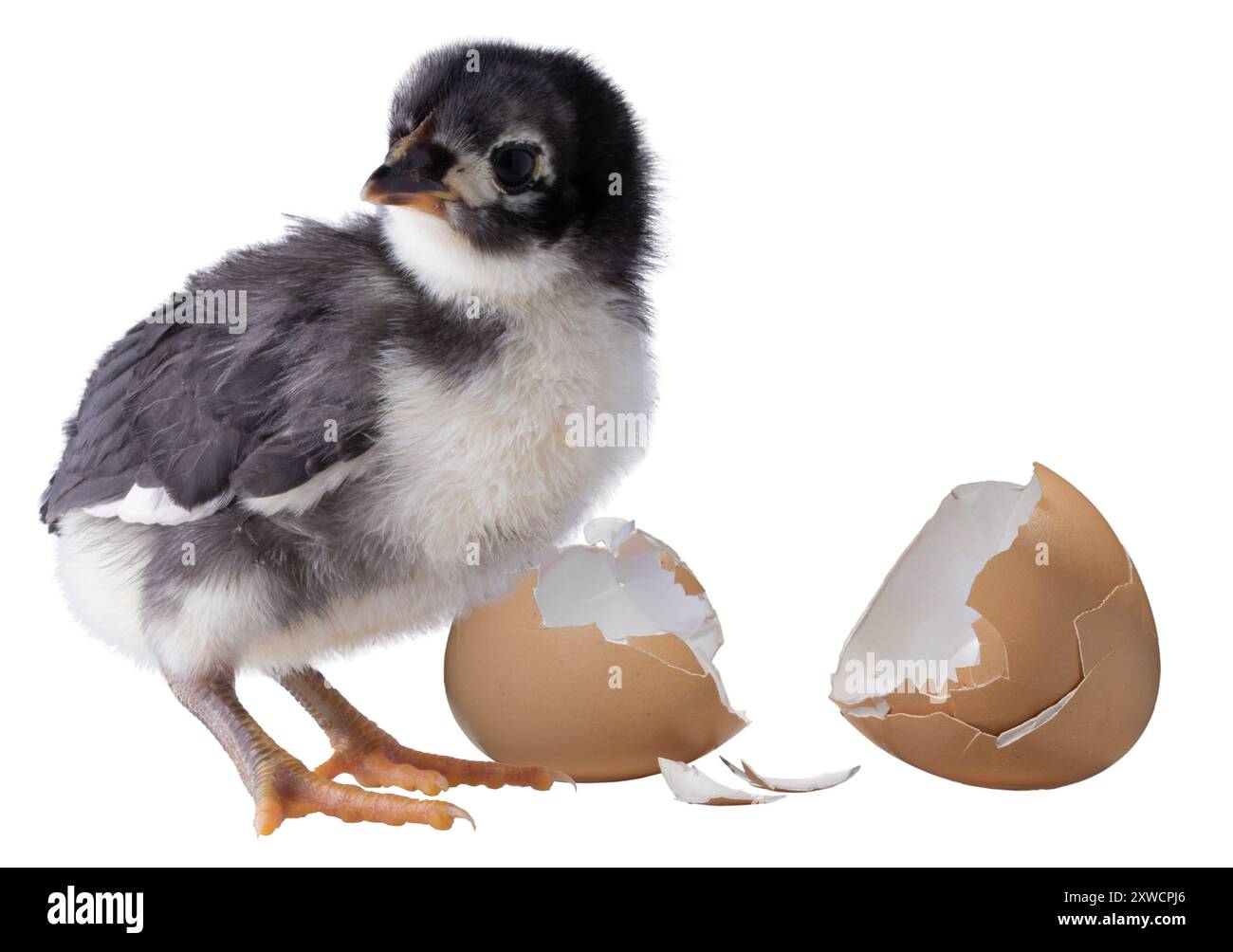 Black and white chicken chick with an egg shell broken slightly behind ...