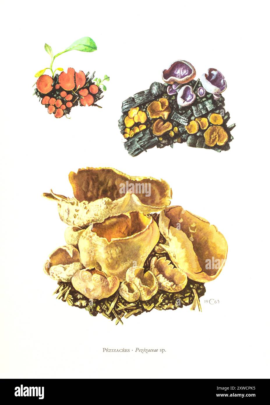 Illustration by Claus Caspari from the "Collection de Documents d ...