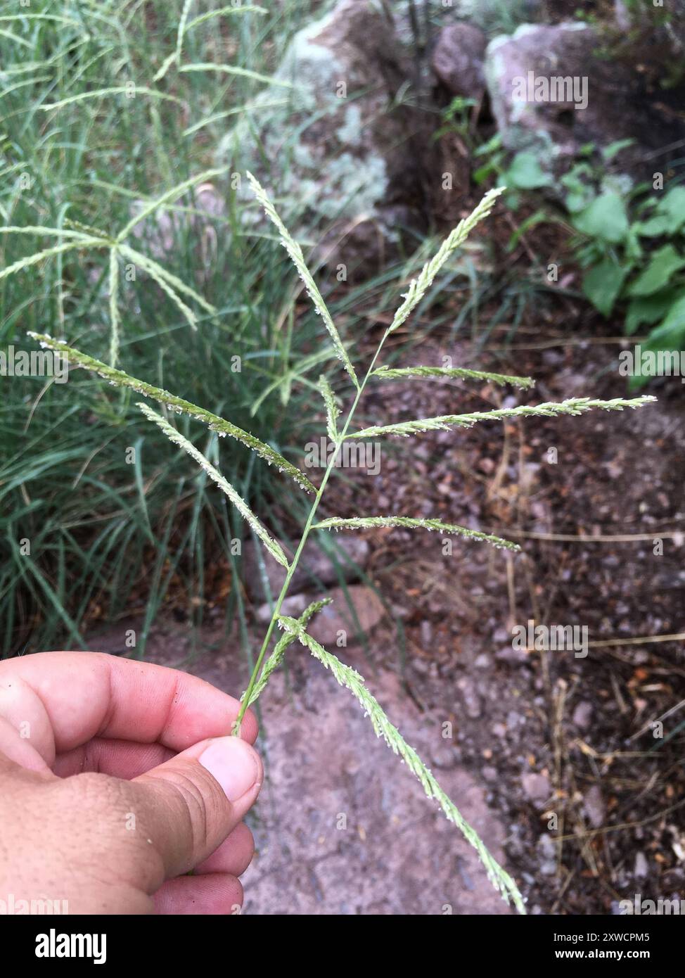 green sprangletop (Disakisperma dubium) Plantae Stock Photo - Alamy