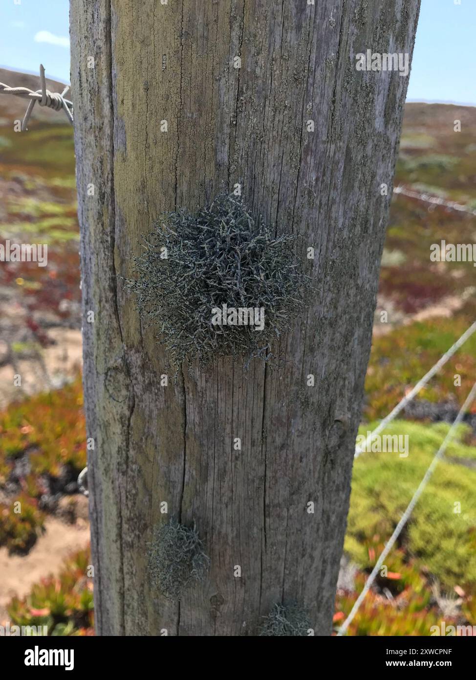 Powdery Sea-Fog Lichen (Niebla cephalota) Fungi Stock Photo - Alamy