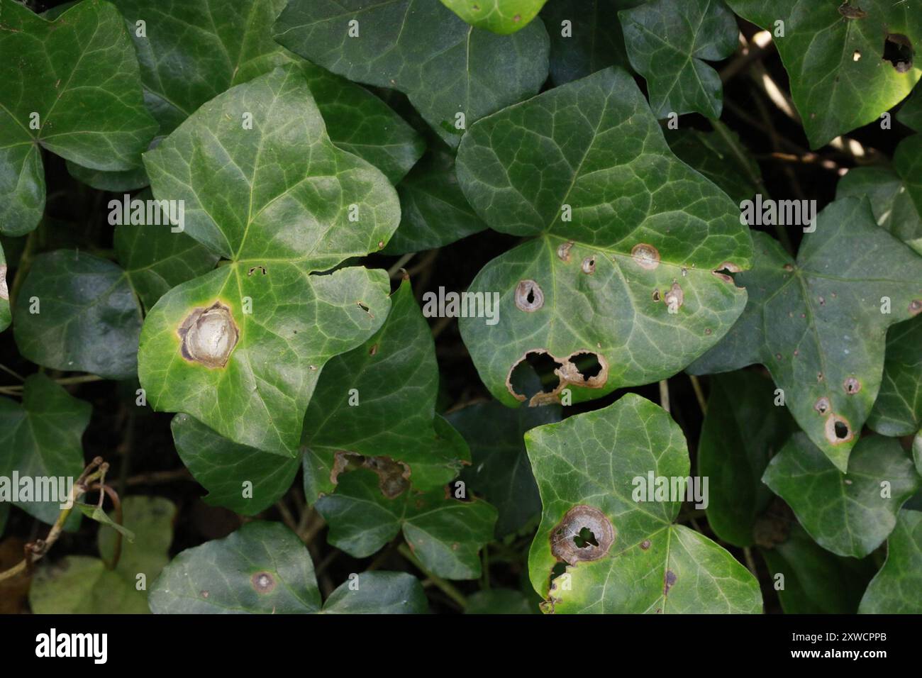 Leaf spot of ivy (Boeremia hedericola) Fungi Stock Photo - Alamy