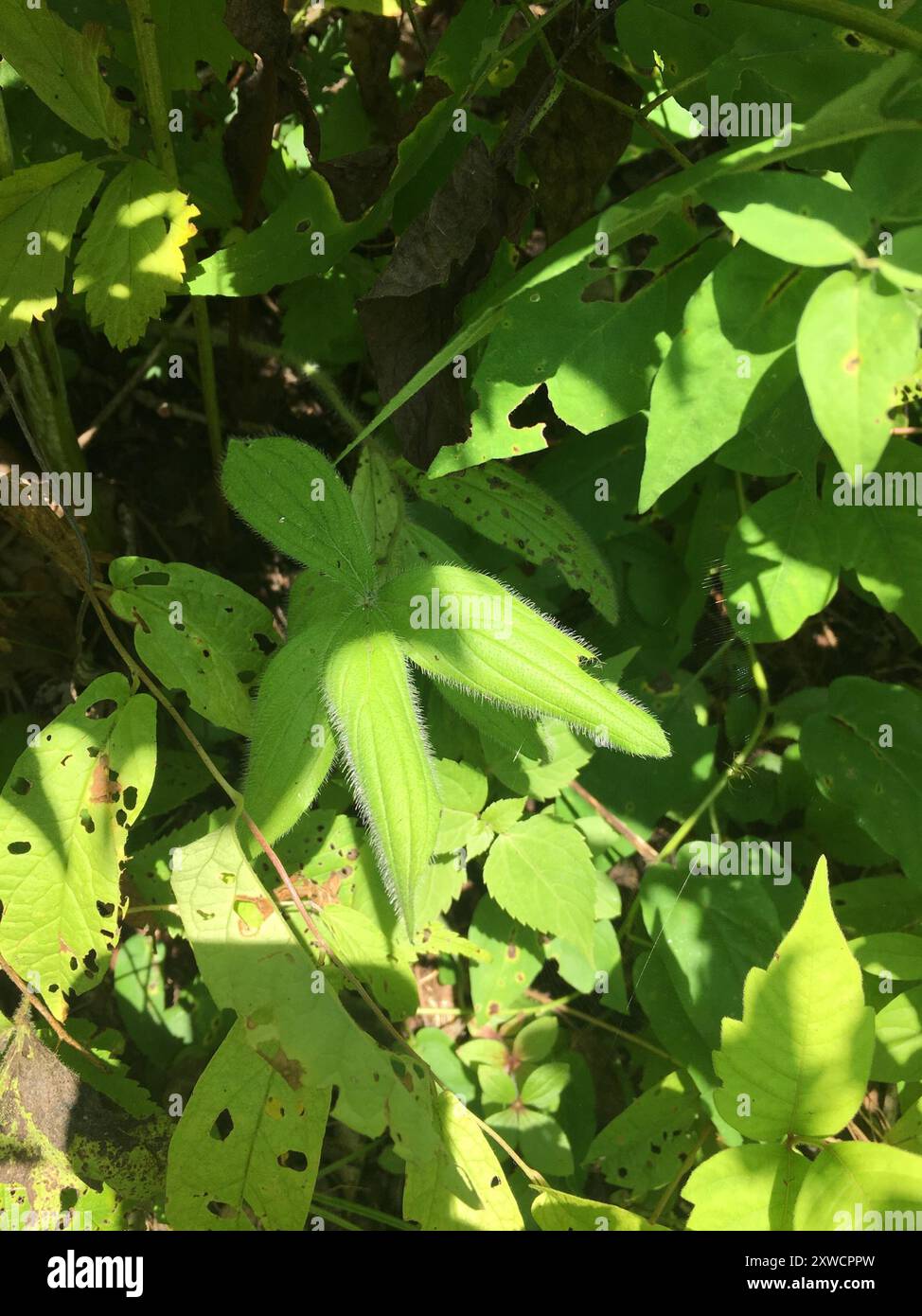 False gromwell hi-res stock photography and images - Alamy