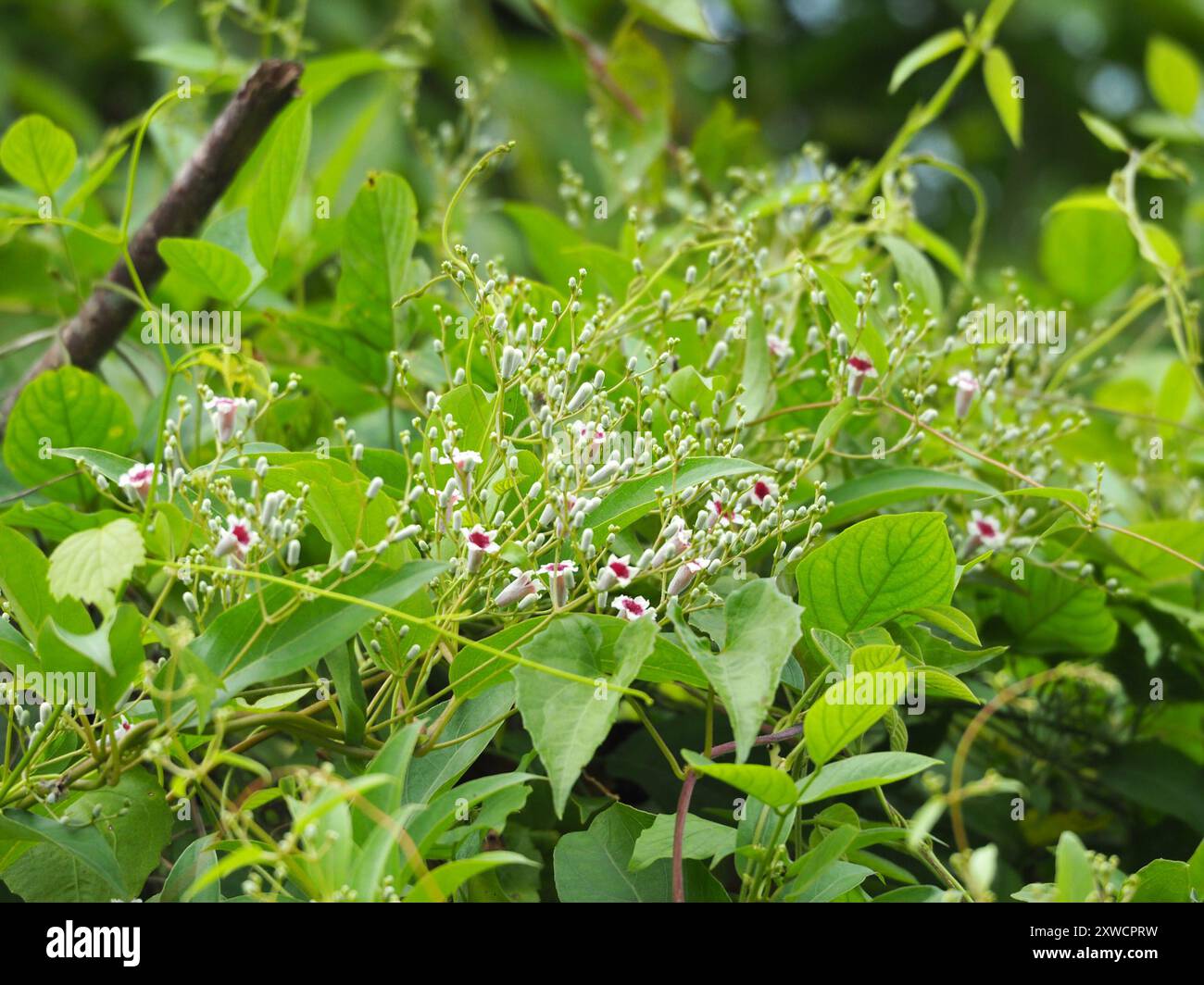 skunk vine (Paederia foetida) Plantae Stock Photo - Alamy