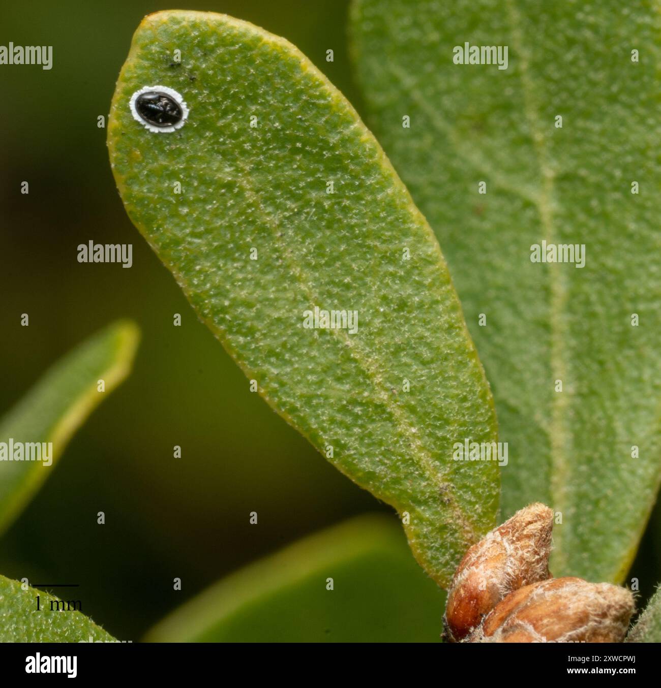 Whiteflies (Aleyrodidae) Insecta Stock Photo - Alamy