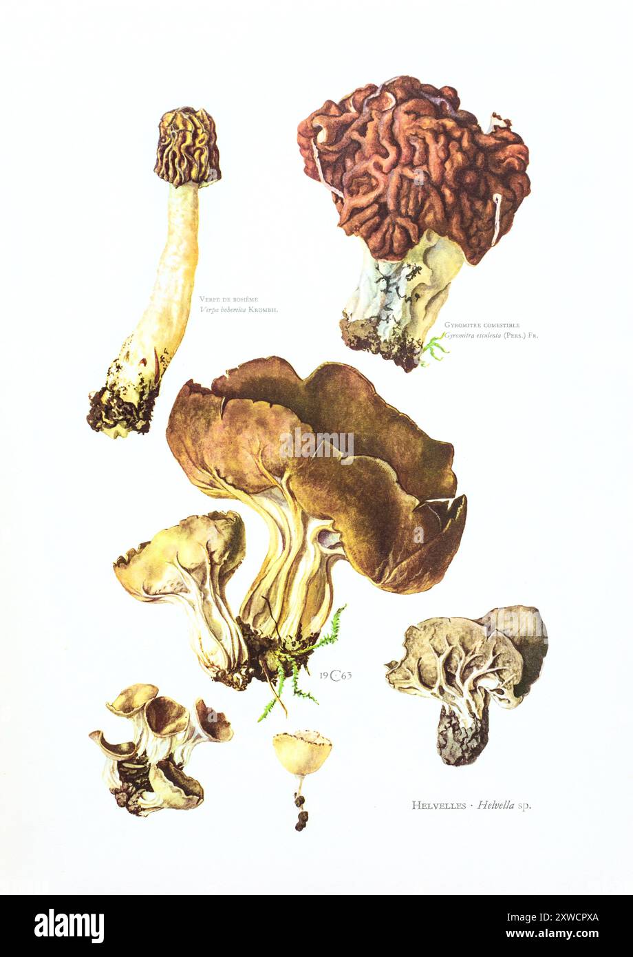 Helvella esculenta Cut Out Stock Images & Pictures - Alamy