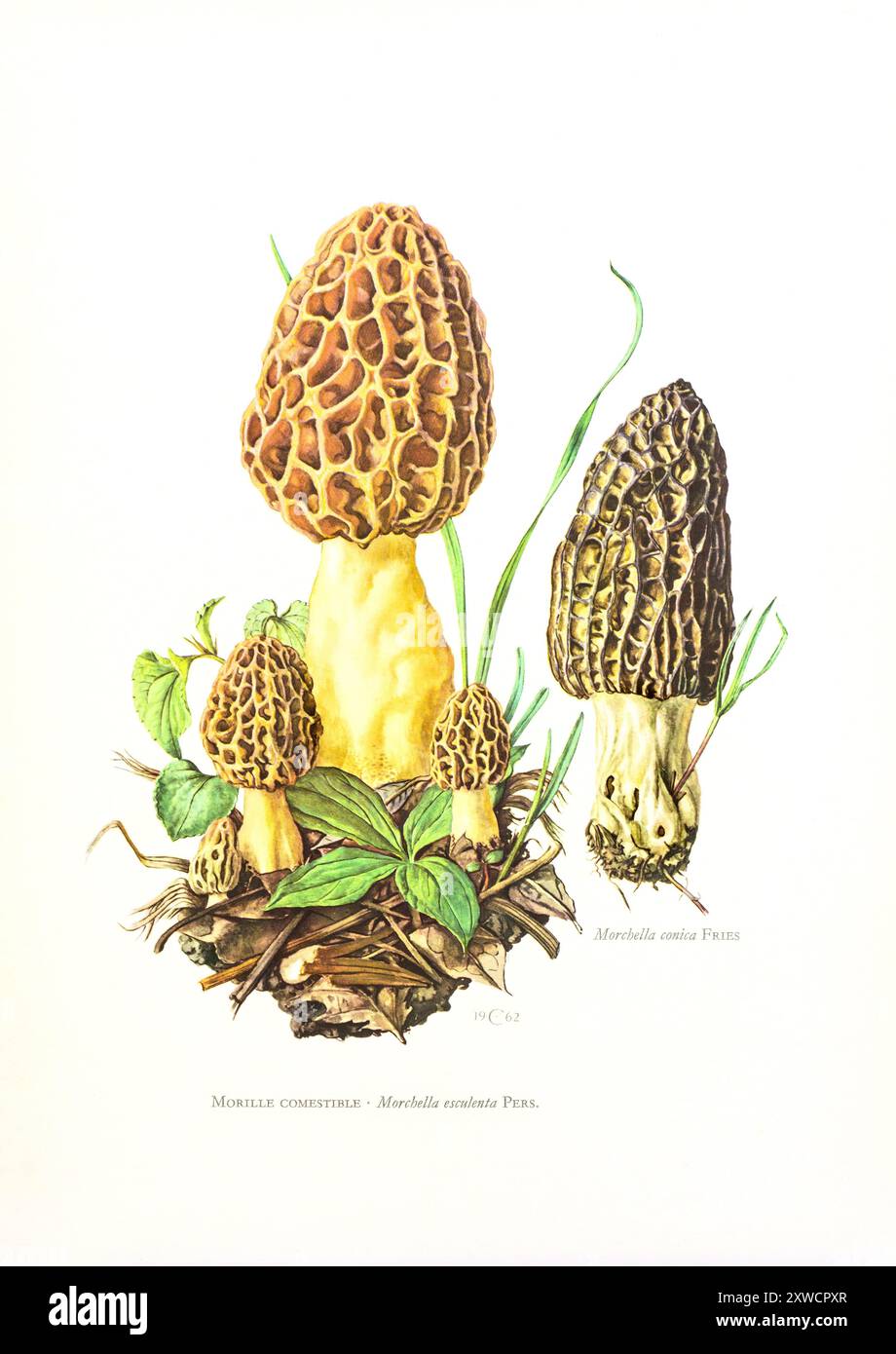 Morel fungi morchella conica hi-res stock photography and images - Alamy