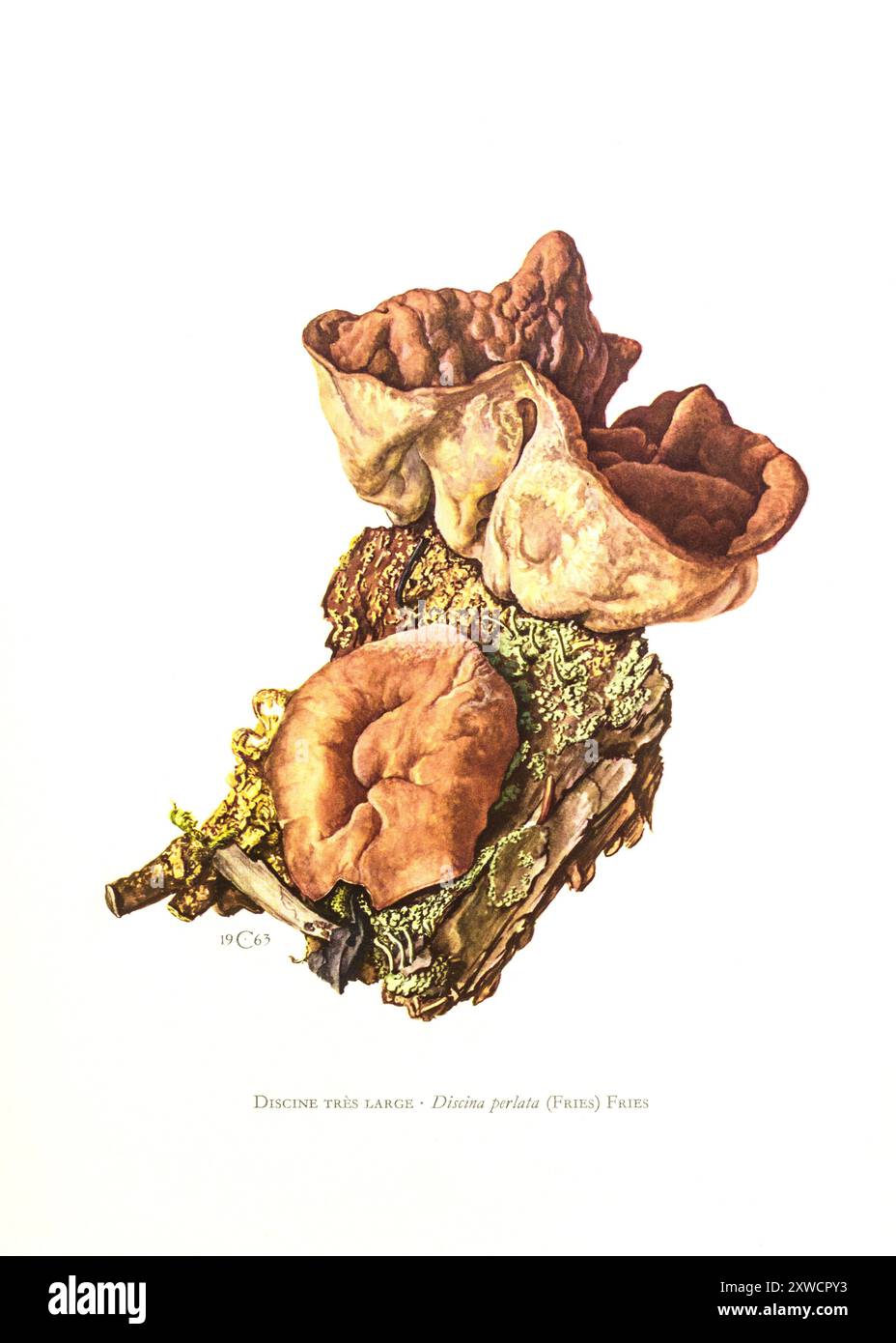 Illustration by Claus Caspari from the "Collection de Documents d ...