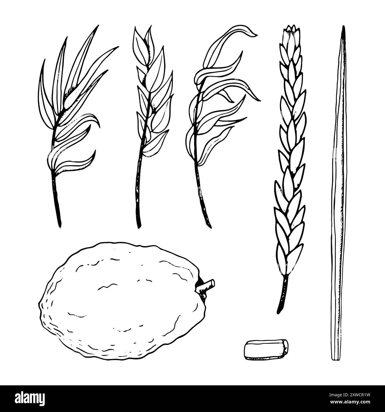 Jewish Sukkot plants black and white line set Stock Vector Image & Art ...