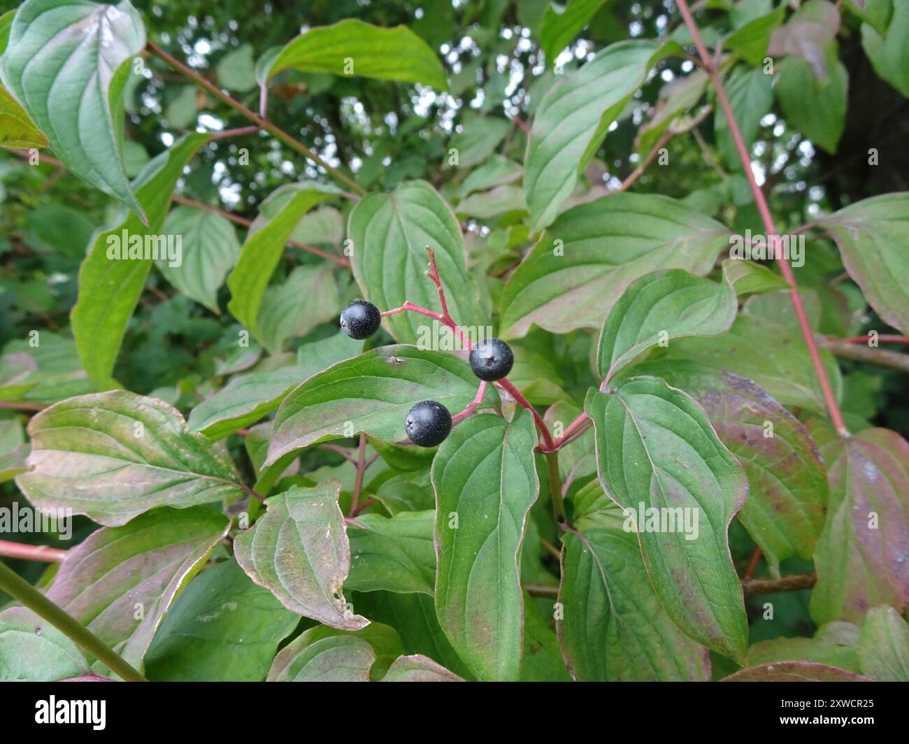 common dogwood (Cornus sanguinea) Plantae Stock Photo - Alamy