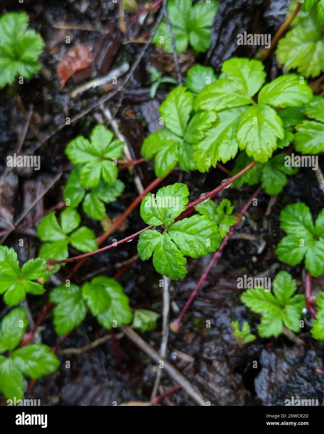 Five-leaf Dwarf Bramble (Rubus pedatus) Plantae Stock Photo - Alamy
