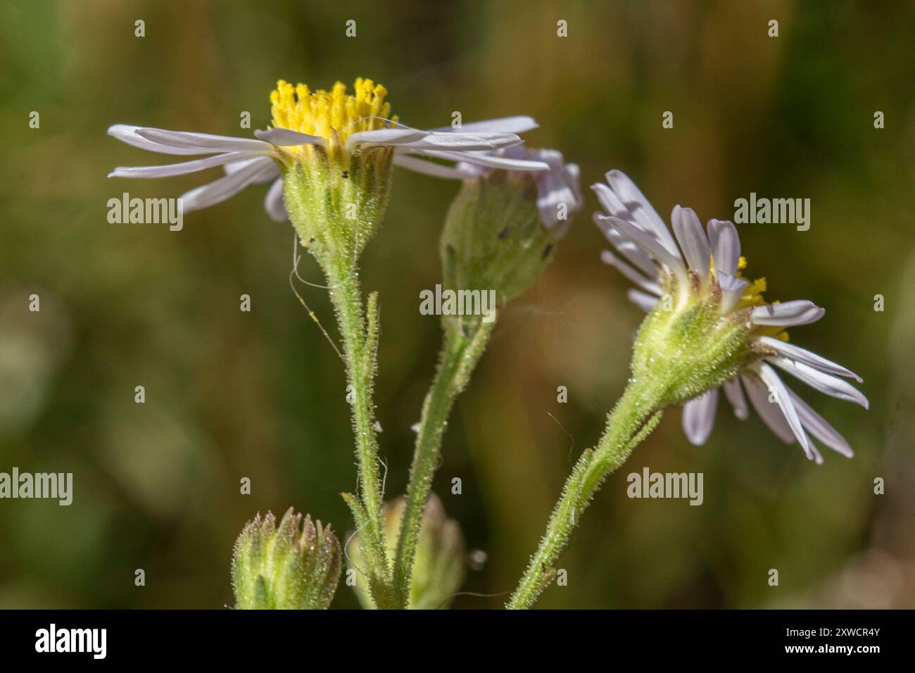 Almutaster pauciflorus hi-res stock photography and images - Alamy