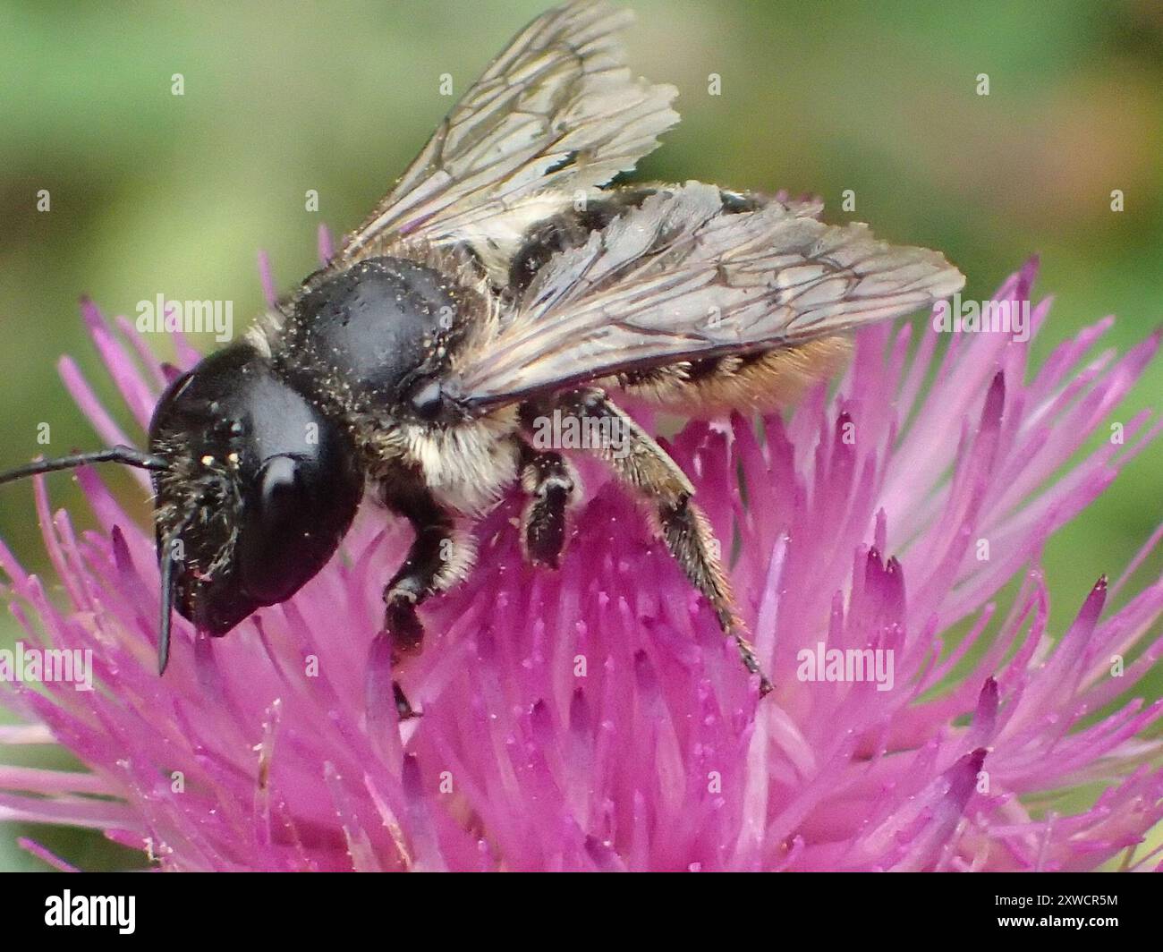 Megachile inermis hi-res stock photography and images - Alamy