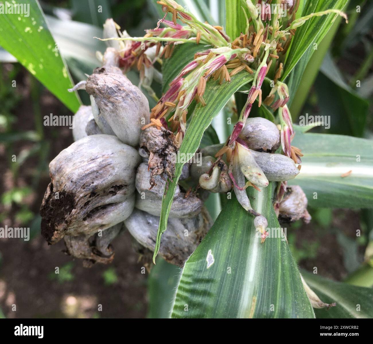 Corn Smut (Mycosarcoma maydis) Fungi Stock Photo - Alamy
