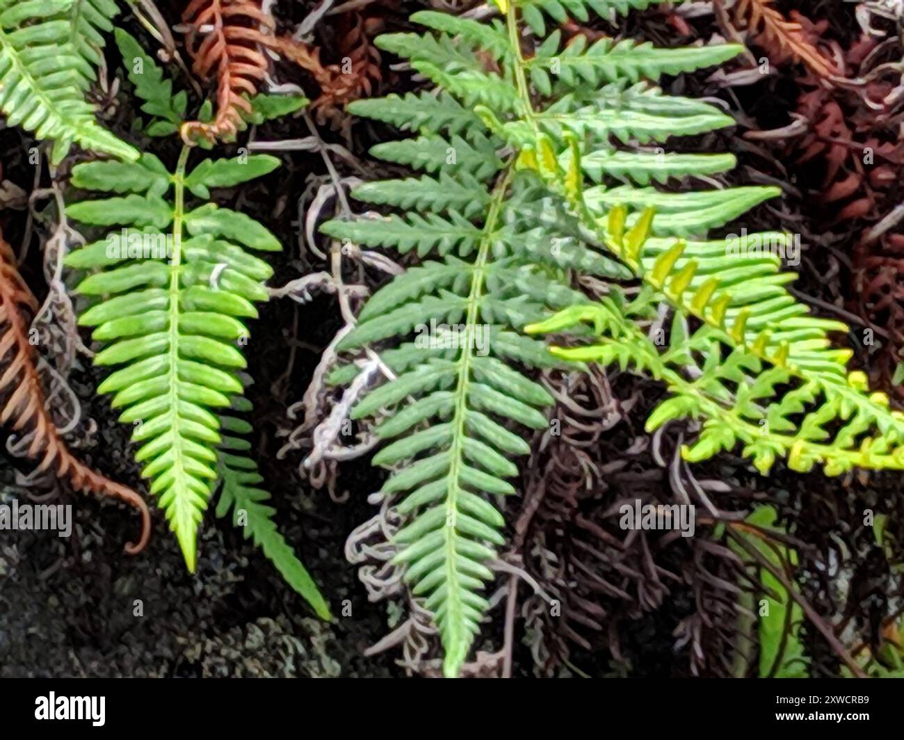Silverback and Goldback Ferns (Pityrogramma) Plantae Stock Photo - Alamy