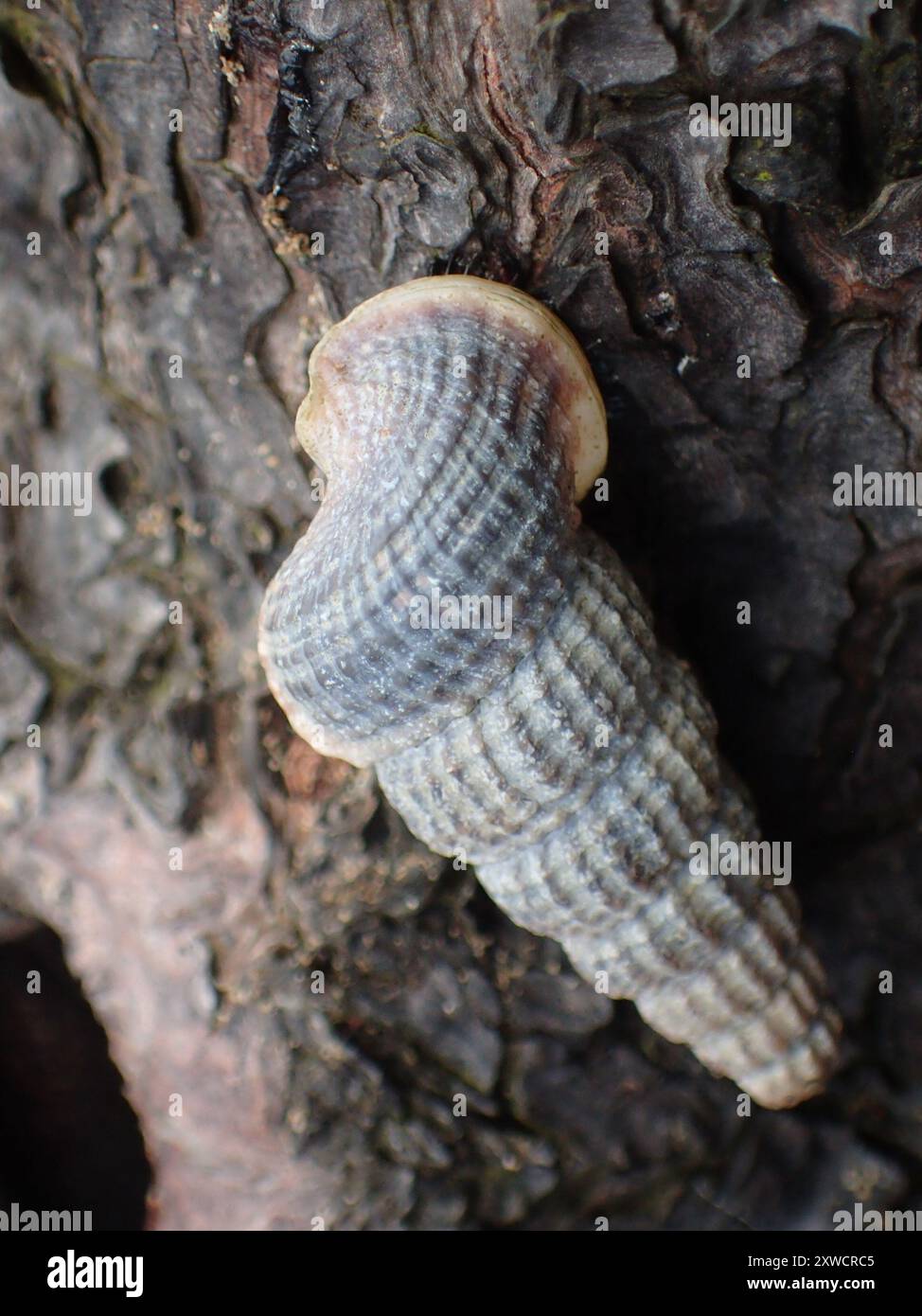 (Cerithidea rhizophorarum) Mollusca Stock Photo - Alamy
