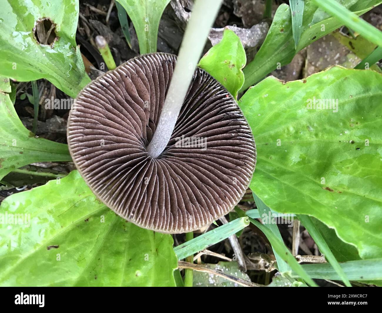 Mower's Mushroom (Panaeolus foenisecii) Fungi Stock Photo - Alamy