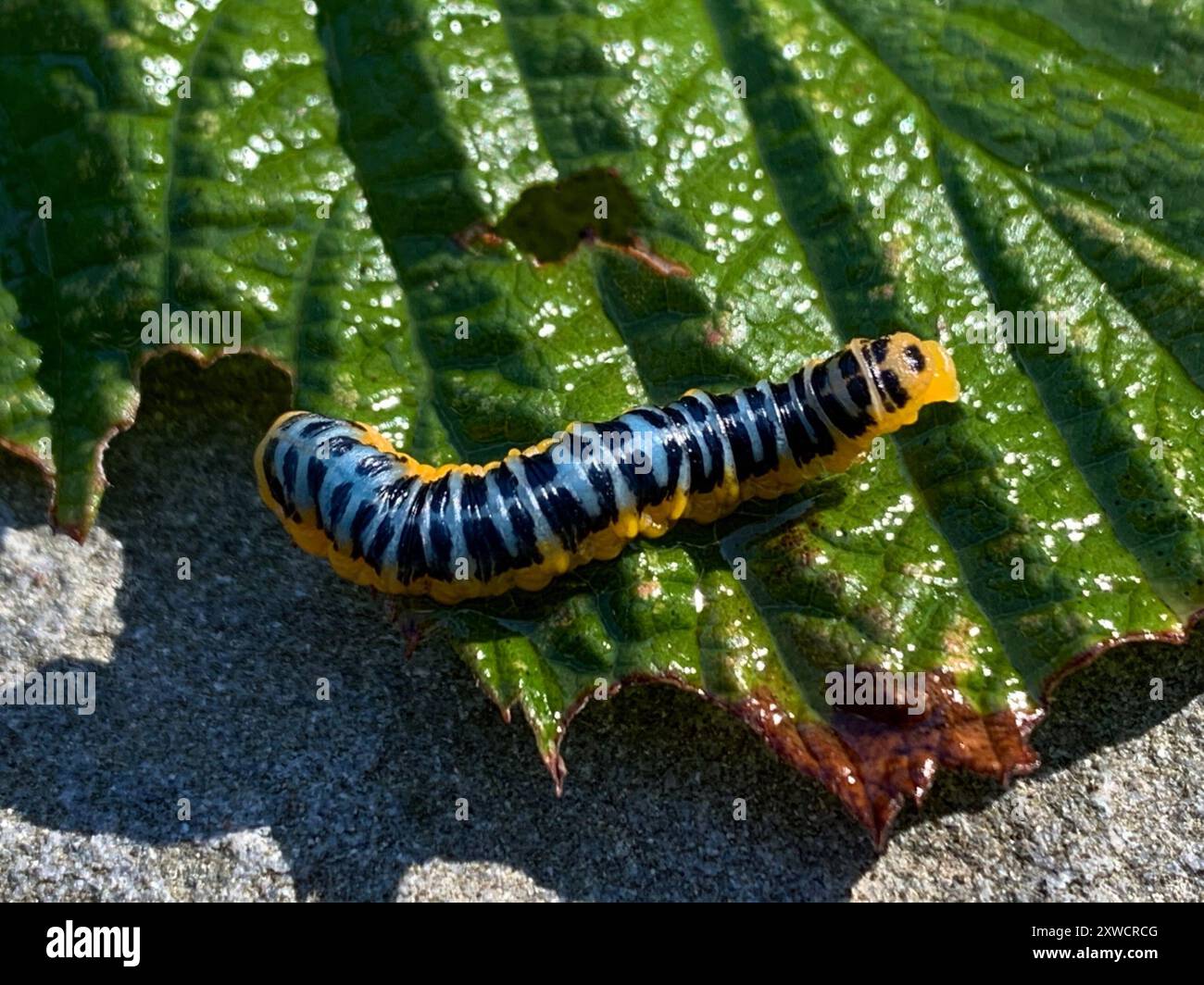 Tarsatus hi-res stock photography and images - Alamy