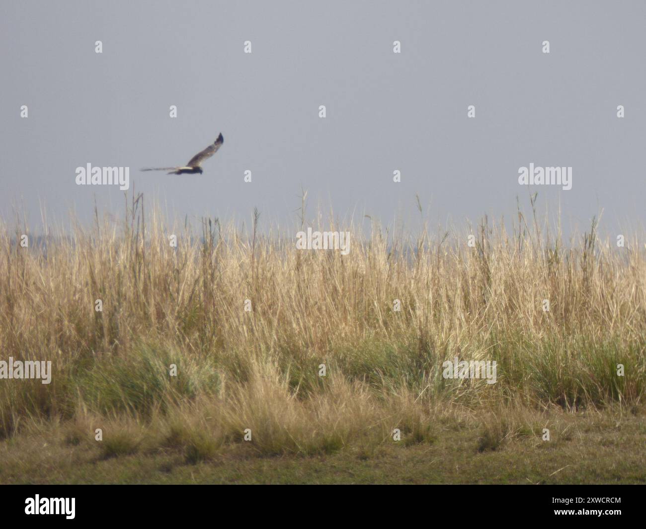 African Marsh Harrier (Circus ranivorus) Aves Stock Photo - Alamy