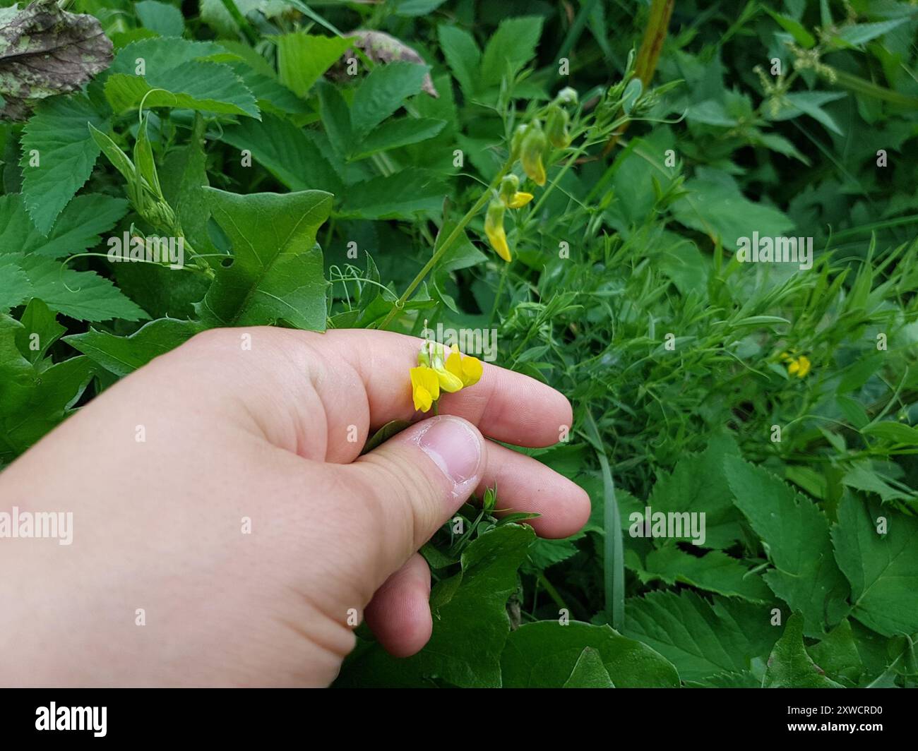 meadow pea (Lathyrus pratensis) Plantae Stock Photo - Alamy