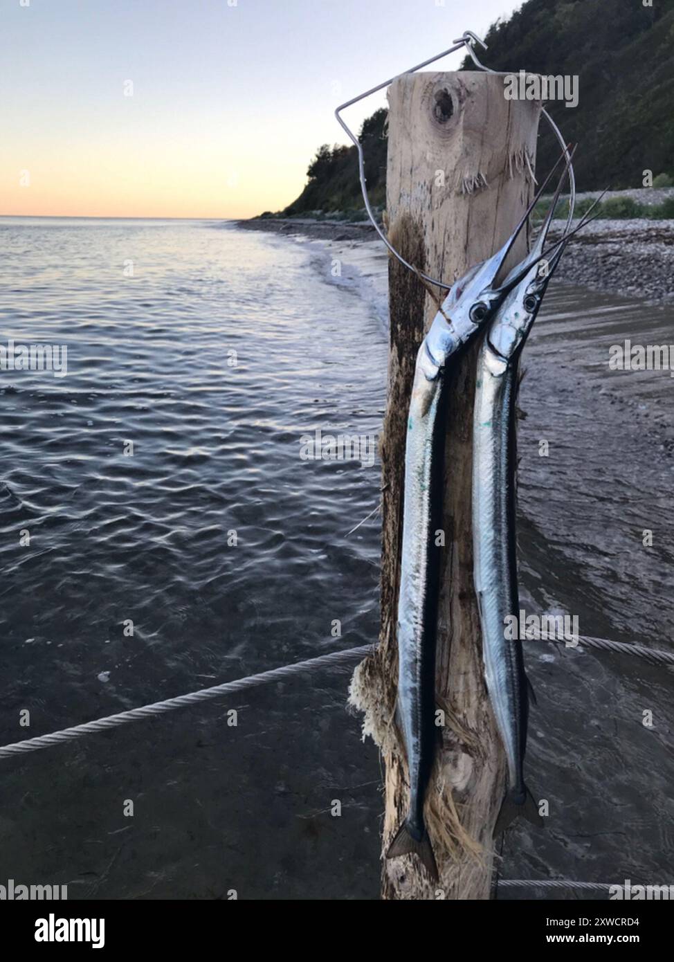 Garfish (Belone belone) Actinopterygii Stock Photo - Alamy