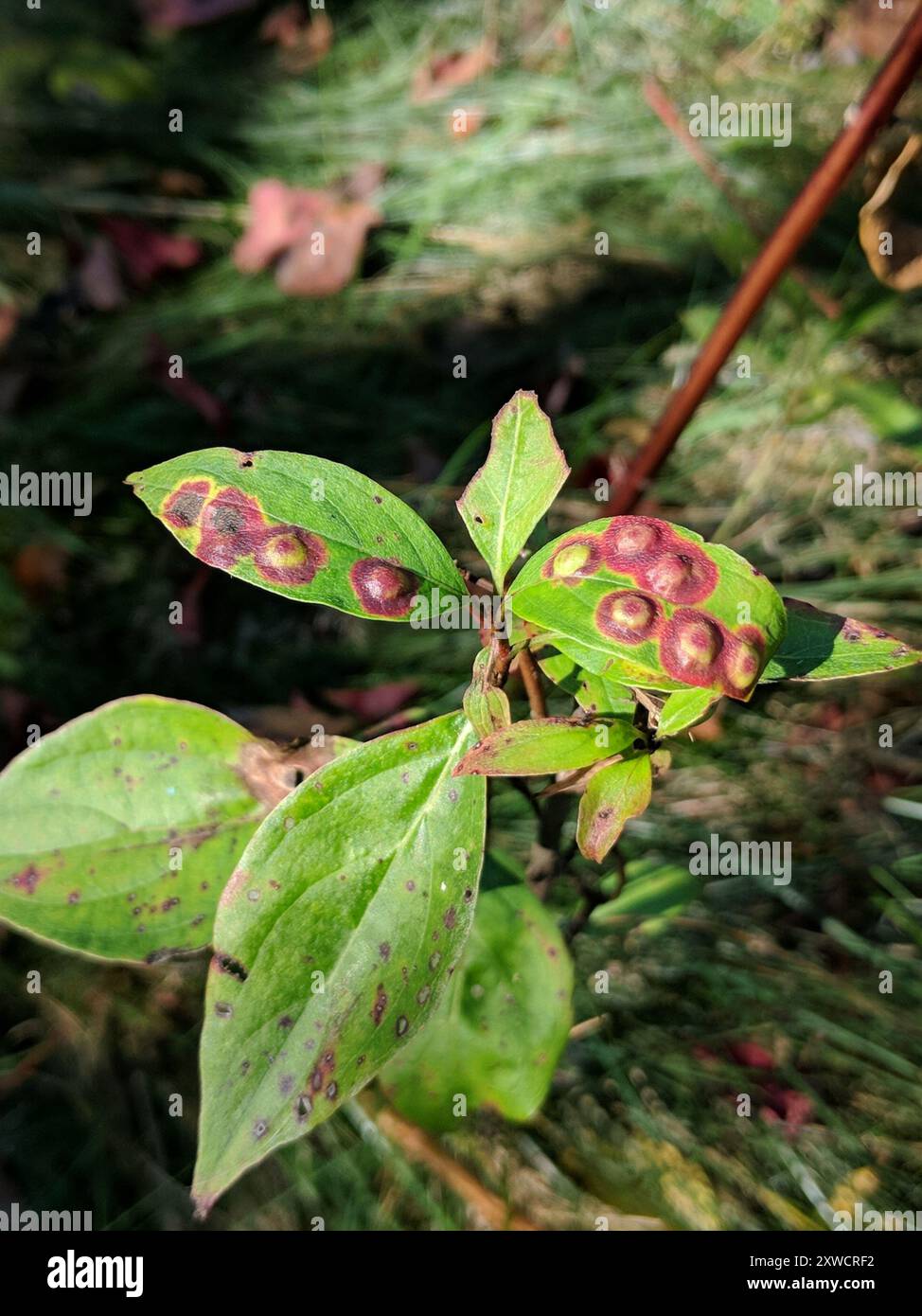 Dogwood Eyespot Gall Midge (Parallelodiplosis subtruncata) Insecta ...