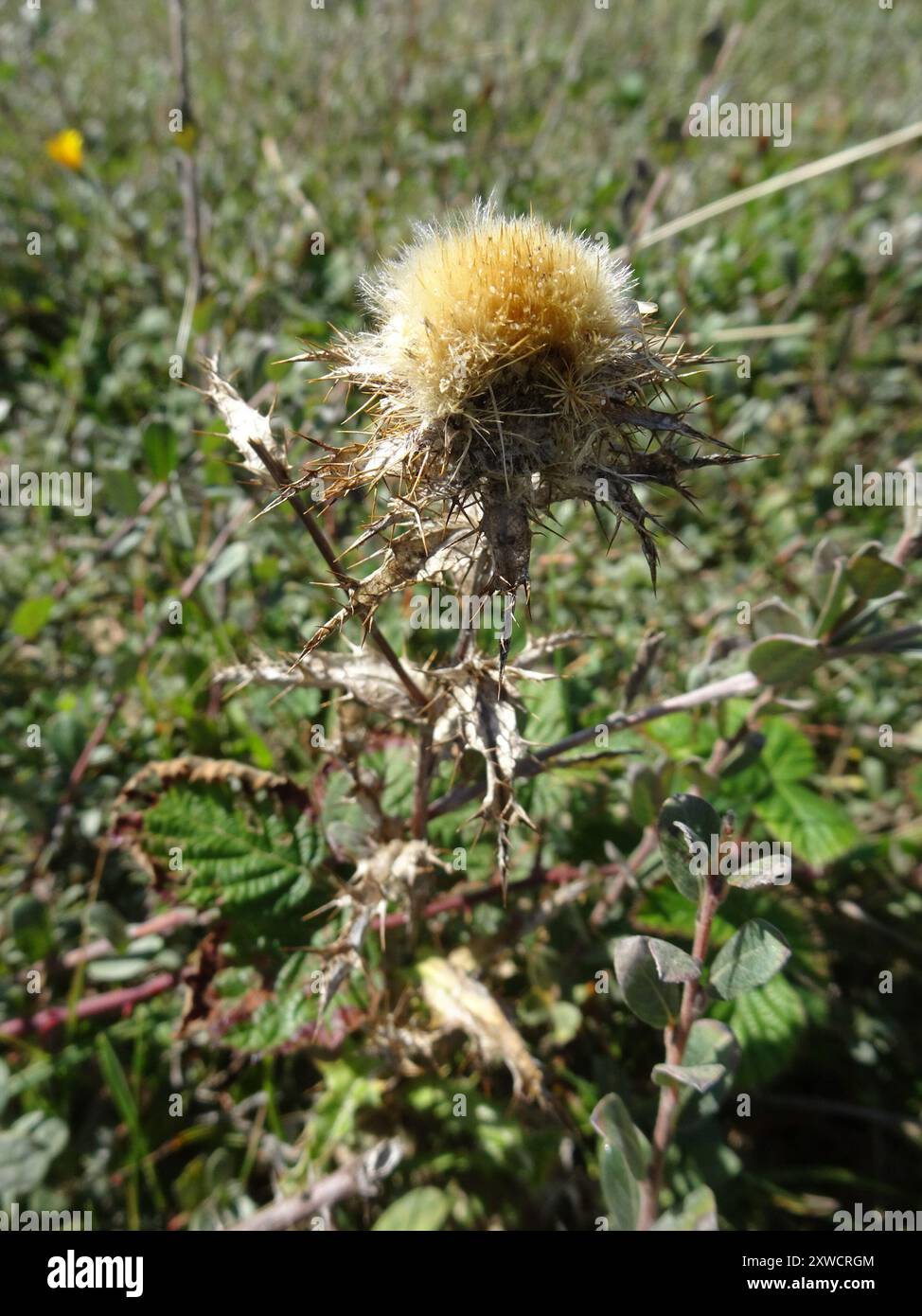 Carline Thistle (Carlina vulgaris) Plantae Stock Photo - Alamy