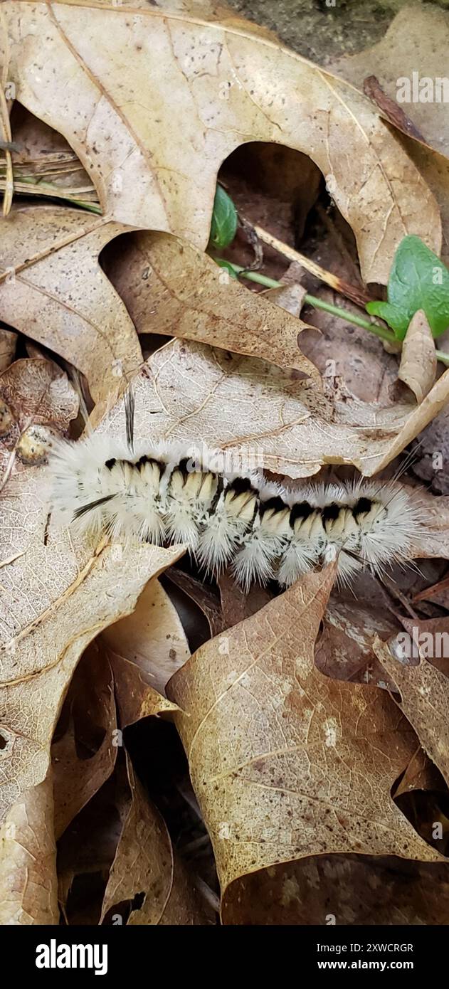 Hickory Tussock Moth (Lophocampa caryae) Insecta Stock Photo - Alamy