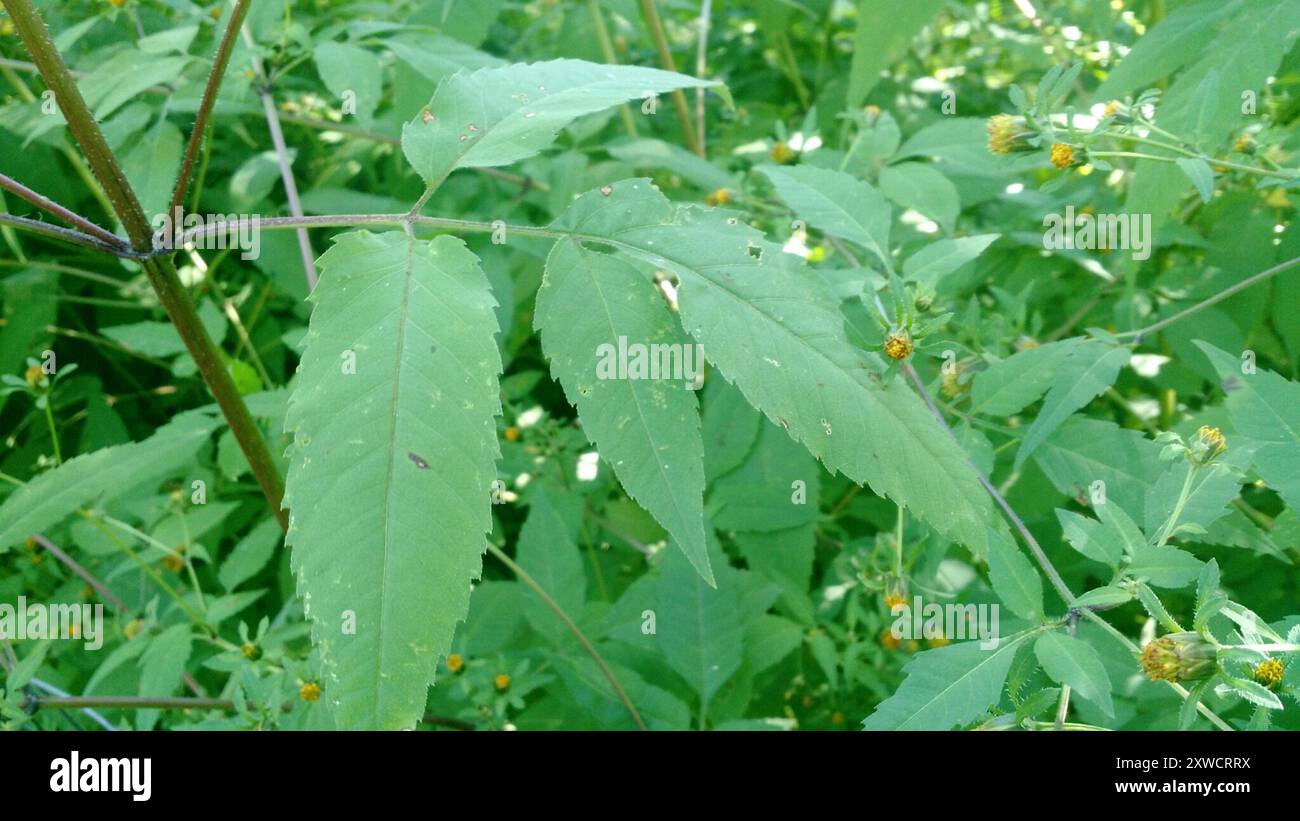Devil's Beggarticks (Bidens frondosa) Plantae Stock Photo - Alamy