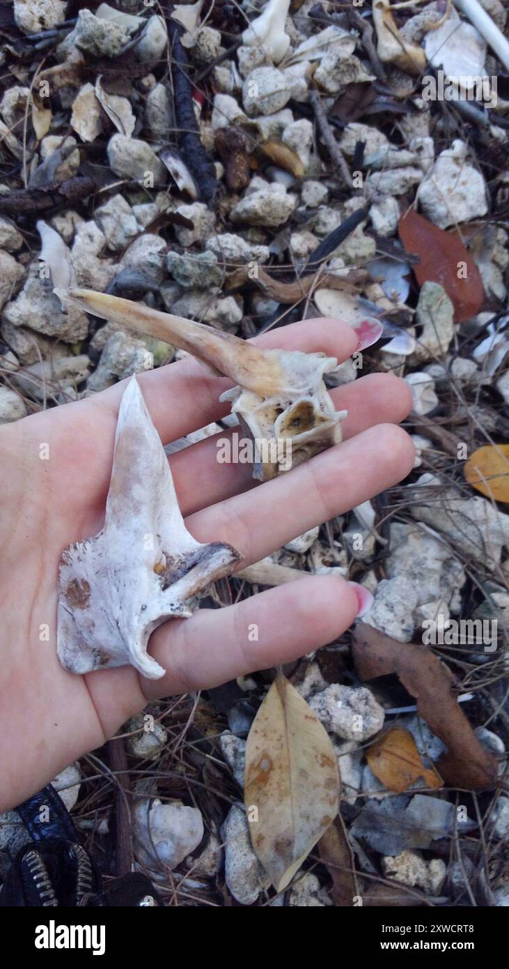 Ray-finned Fishes (Actinopterygii) Actinopterygii Stock Photo - Alamy