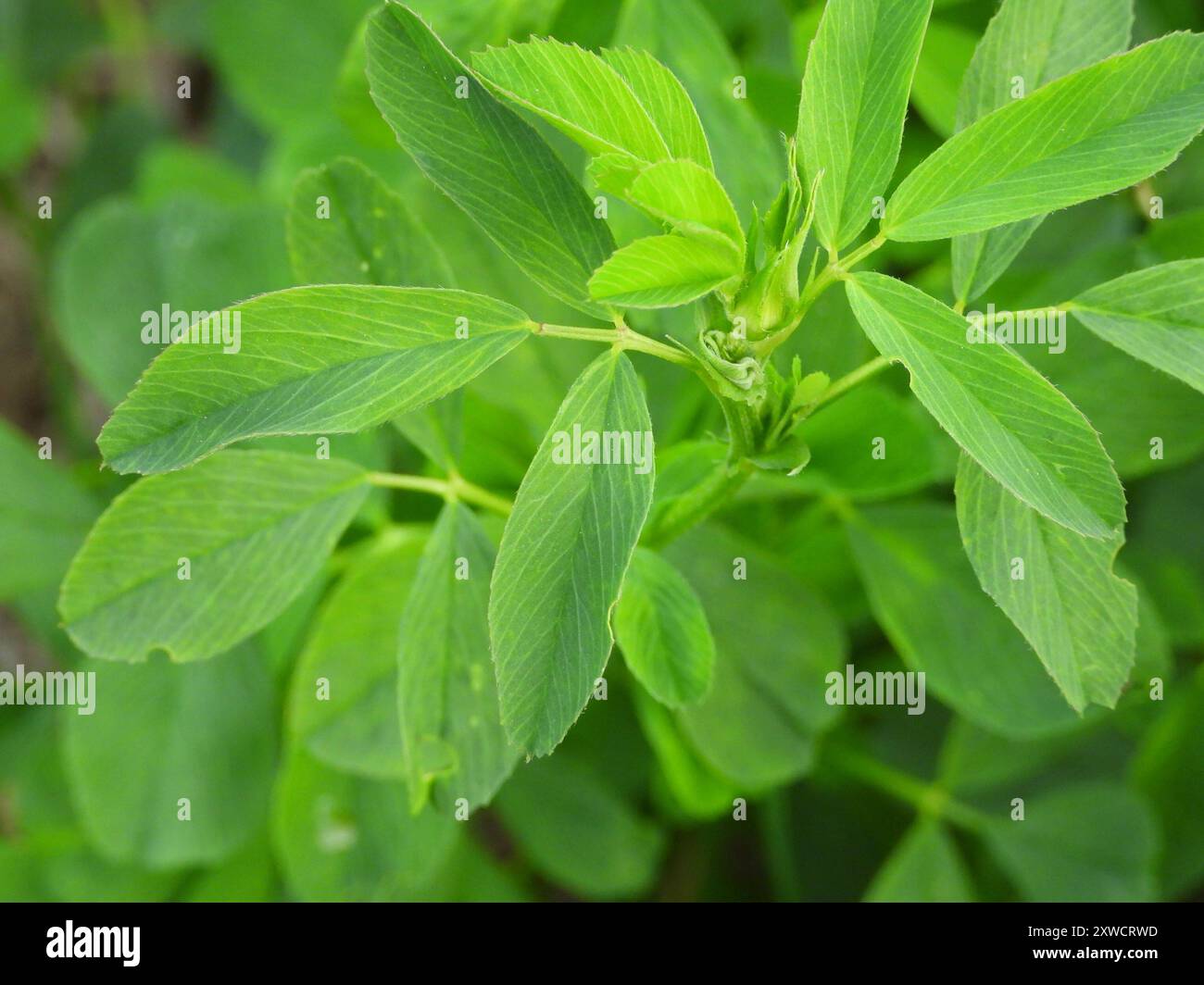 Alfalfa Complex (Medicago sativa) Plantae Stock Photo - Alamy