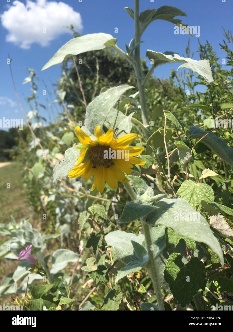 Silverleaf Sunflower (Helianthus argophyllus) Plantae Stock Photo - Alamy