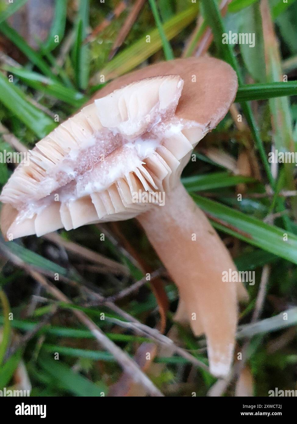 Common Milkcaps (Lactarius) Fungi Stock Photo - Alamy